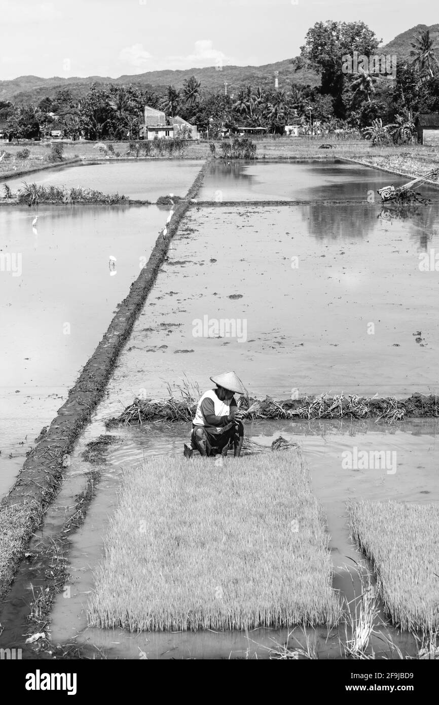 Rice fields in asia Black and White Stock Photos & Images - Alamy