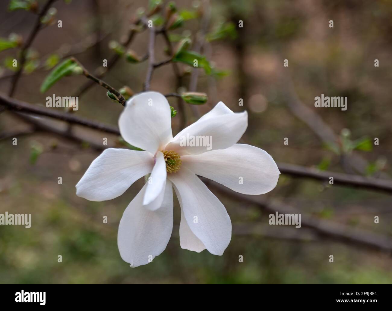Blooming magnolia. Large and beautiful flowers adorn the tree in spring ...