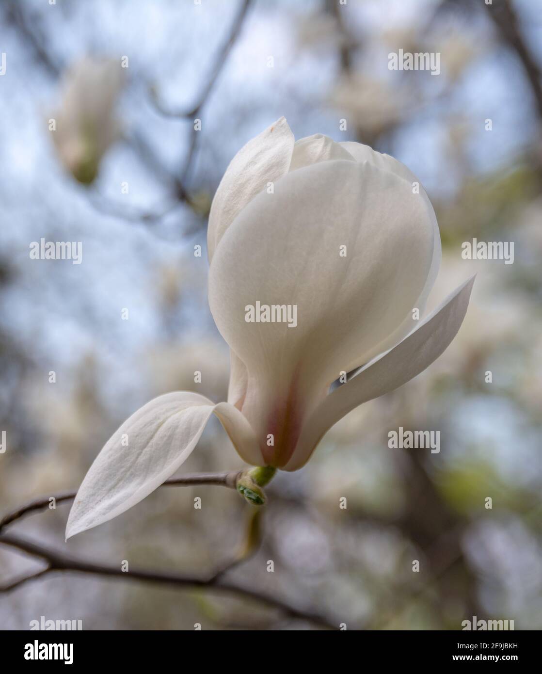 Blooming magnolia. Large and beautiful flowers adorn the tree in spring ...