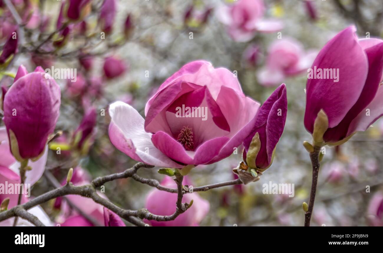 Blooming magnolia. Large and beautiful flowers adorn the tree in spring ...