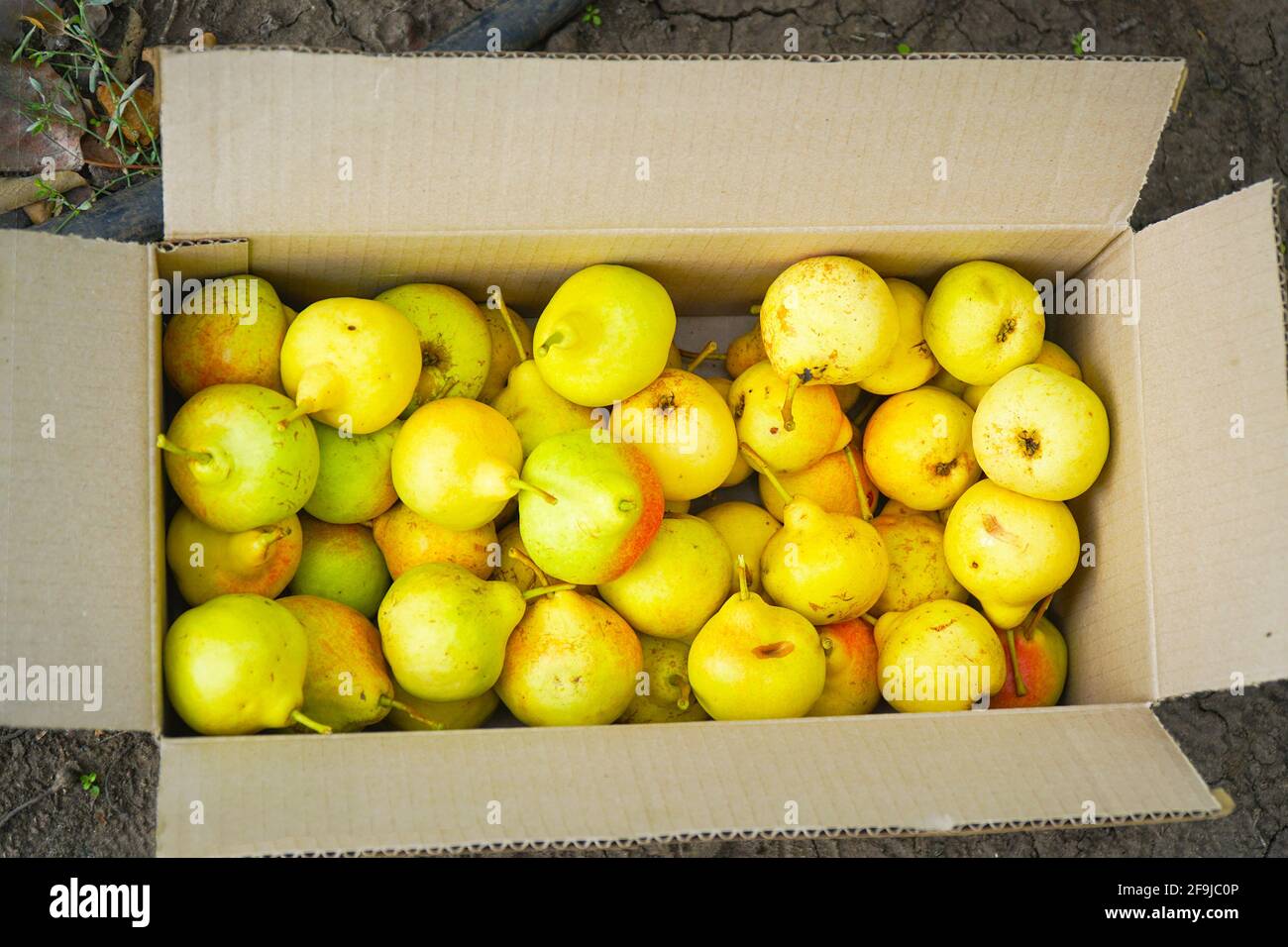 Pears in cardboard hi-res stock photography and images - Alamy