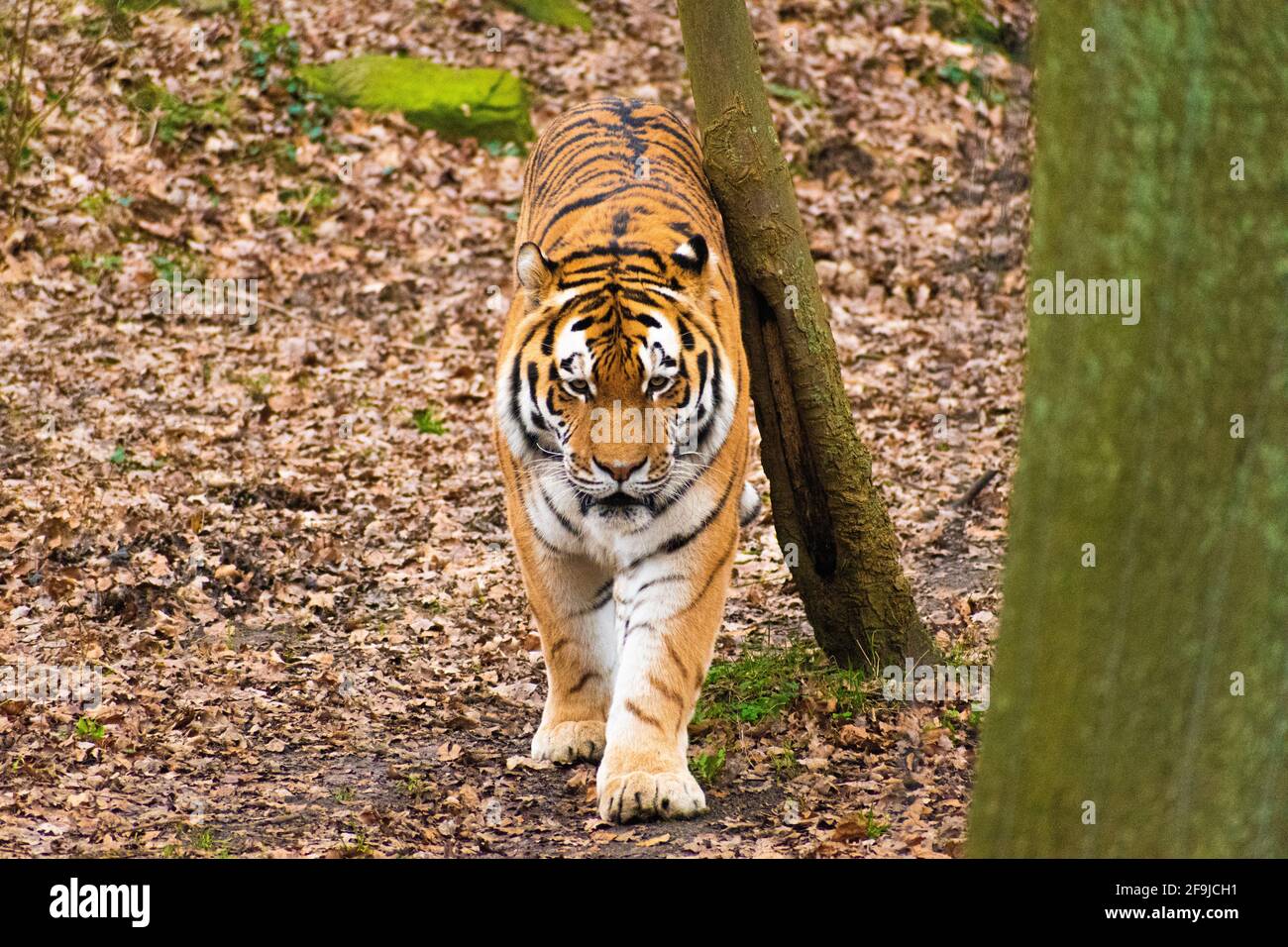 Cute strong Bengal tiger walking in a park Stock Photo - Alamy