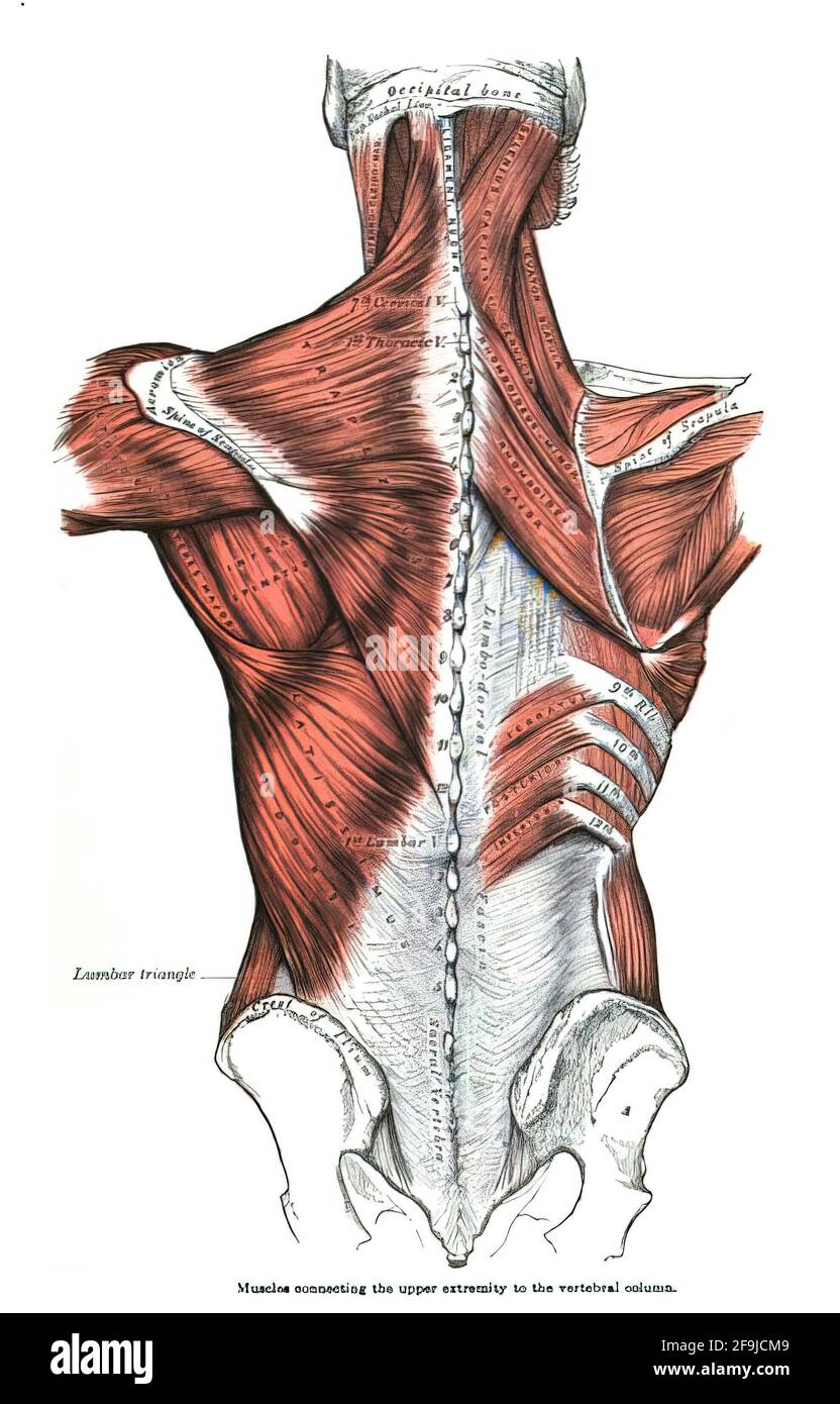 Illustration of back muscles from 19th century anatomy textbook Stock ...