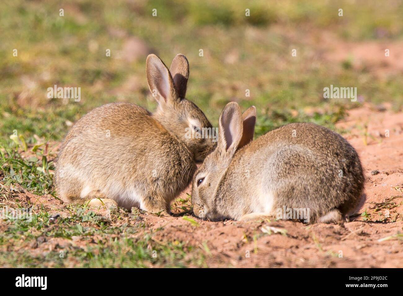 Real rabbits hi-res stock photography and images - Alamy