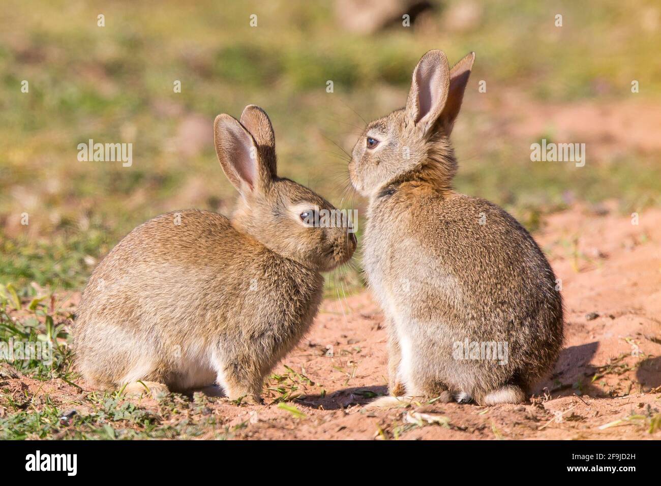 Uk wild rabbits hi-res stock photography and images - Alamy