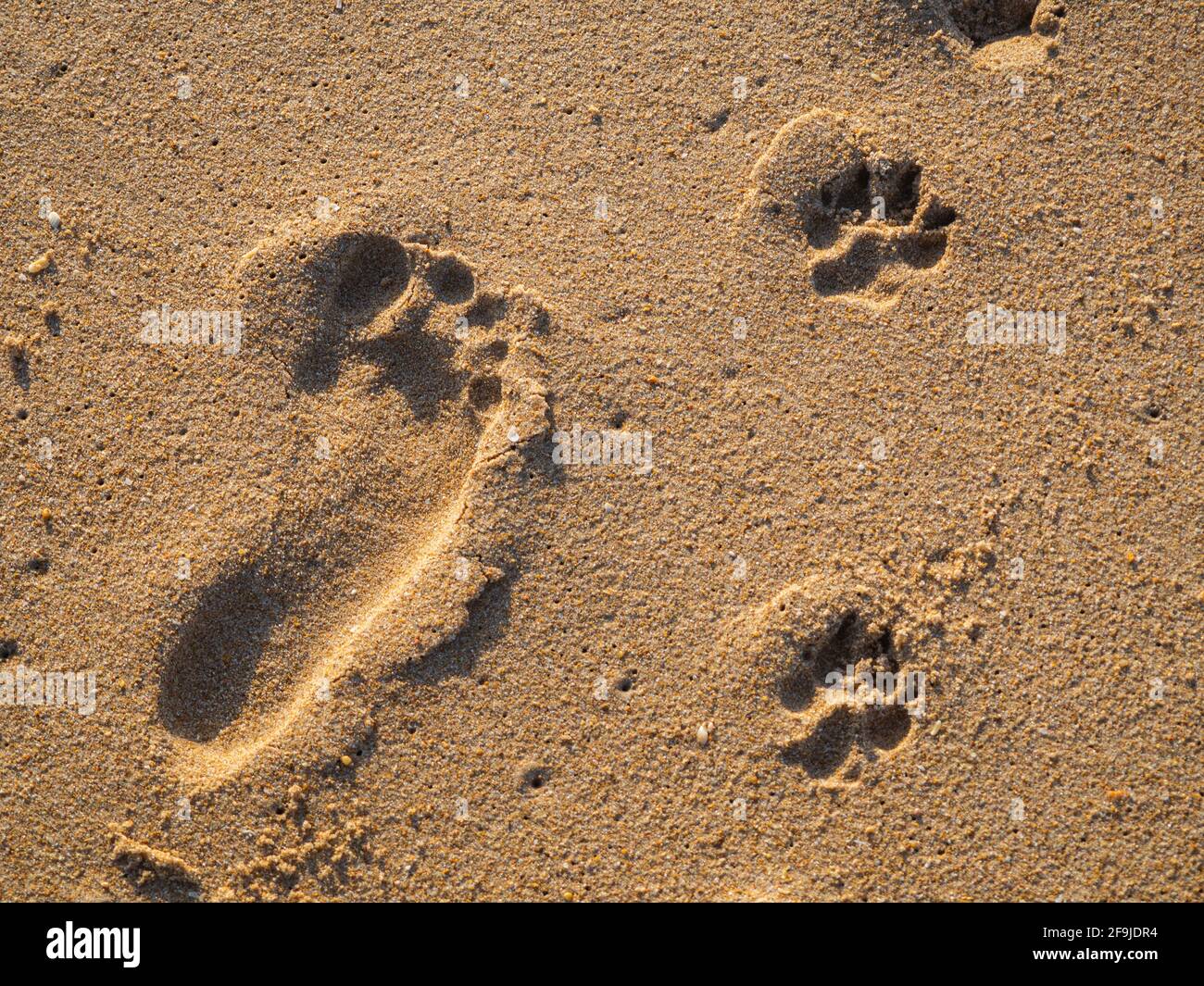 Beautiful shot of the sandy beach with many footprints of people and ...