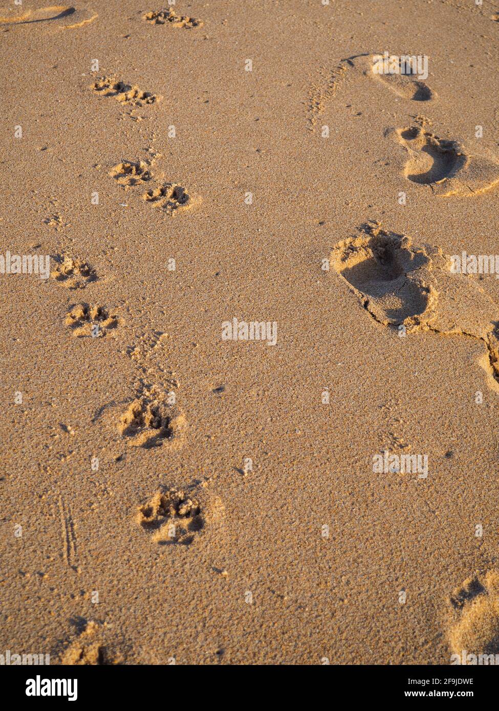 Beautiful shot of the sandy beach with many footprints of people and ...