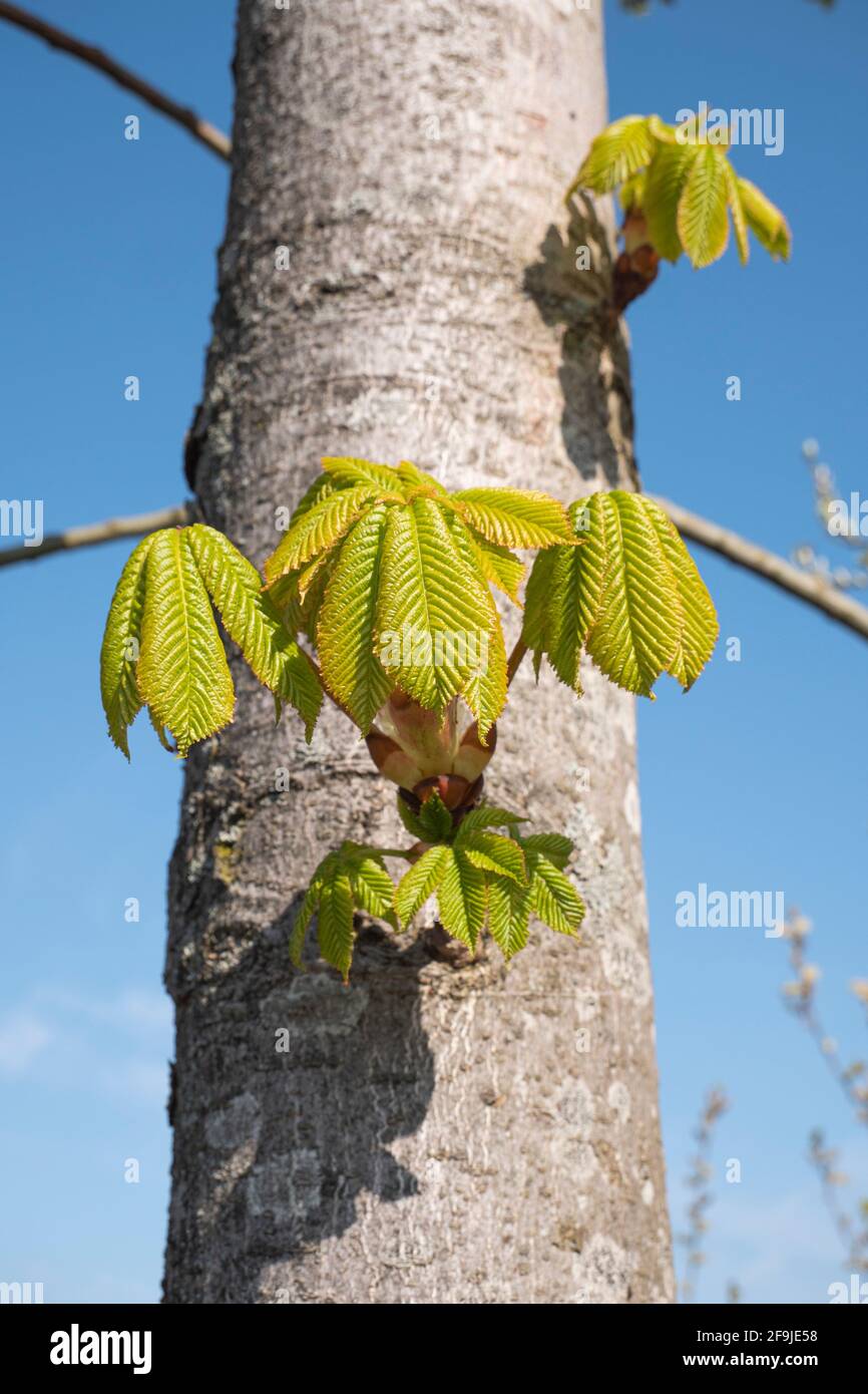 The first leaves on a beech tree in early April in the spring Stock ...
