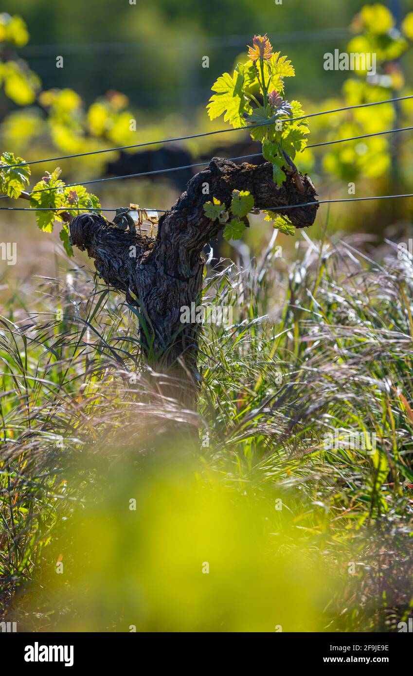 New bug and leaves sprouting at the beginning of spring on a trellised ...