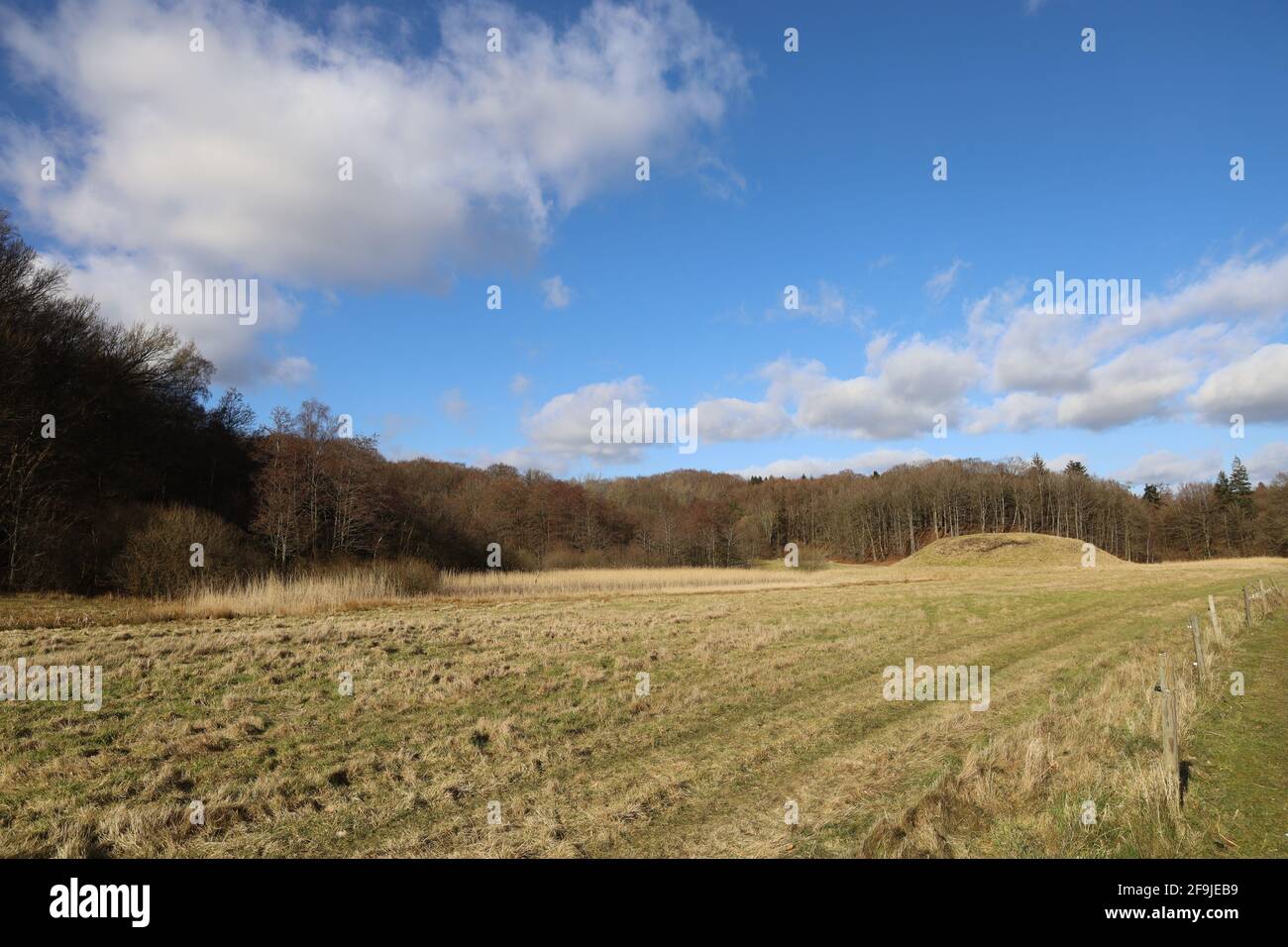 Landscape of a field covered in the grass and trees under a blue cloudy ...