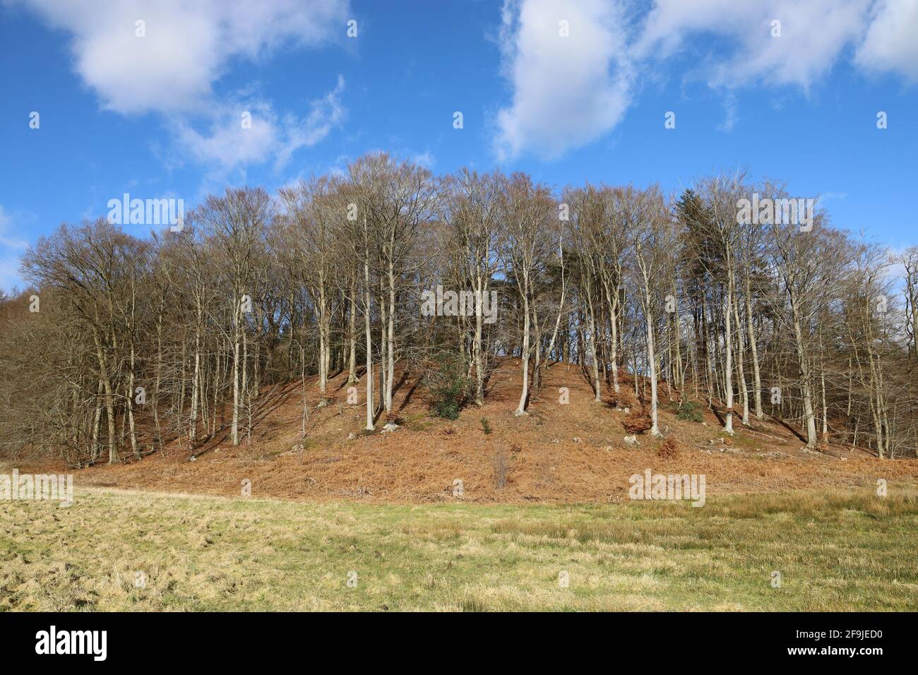 Landscape of a field covered in the grass and trees under a blue cloudy ...