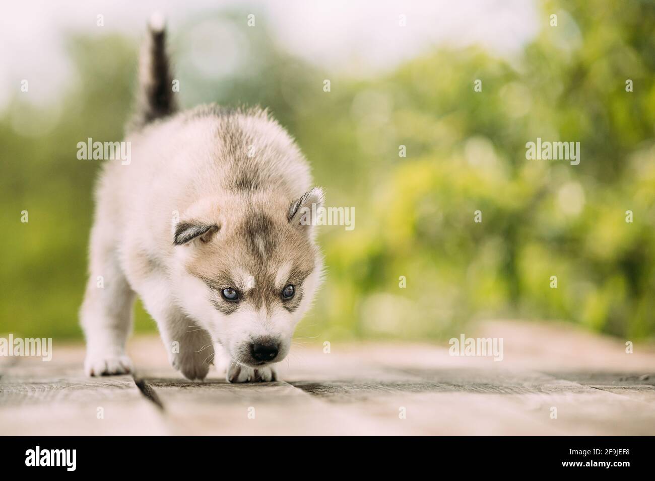Four-week-old Husky Puppy Of White-gray Color Sitting On Wooden Ground ...