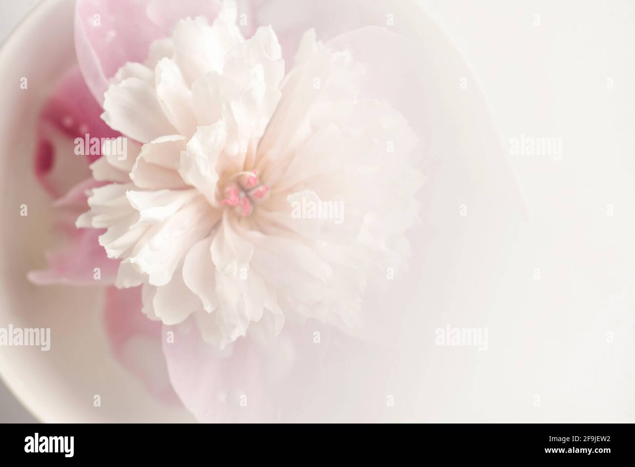 Delicate blooming pink peony flower with water drops on petals Stock ...