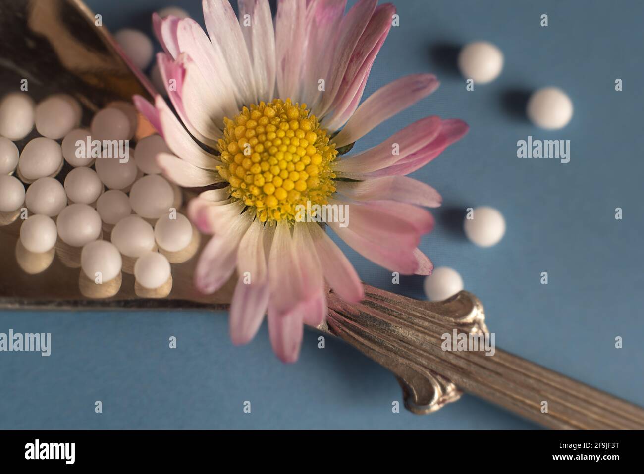 Homeopathy globules and daisy flower on blue background Stock Photo - Alamy