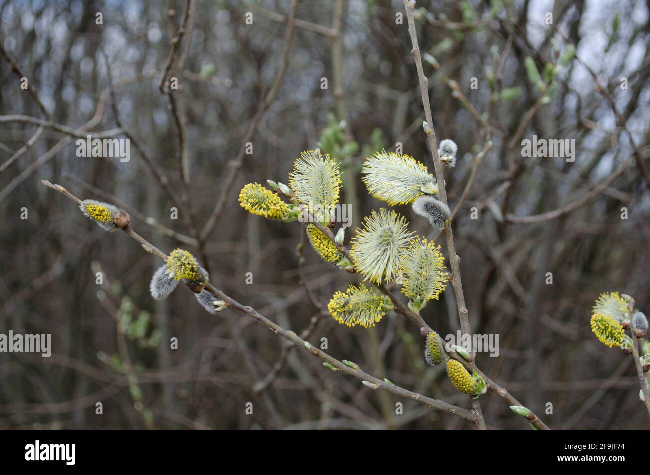 Bush willow flower hi-res stock photography and images - Alamy