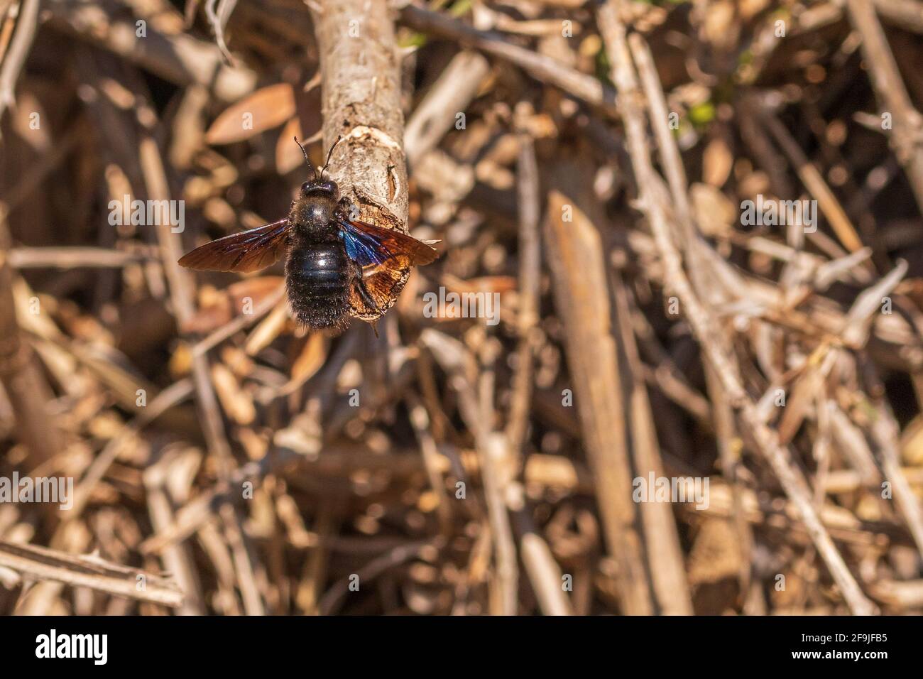 Xylocopa violacea, Violet Carpenter Bee Stock Photo - Alamy
