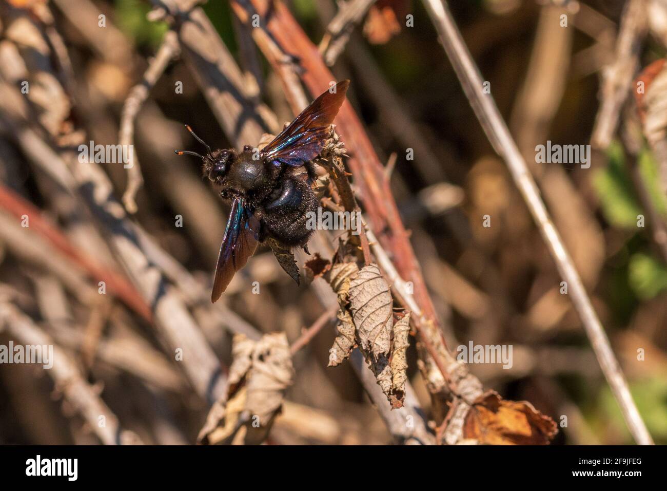 Xylocopa violacea, Violet Carpenter Bee Stock Photo - Alamy