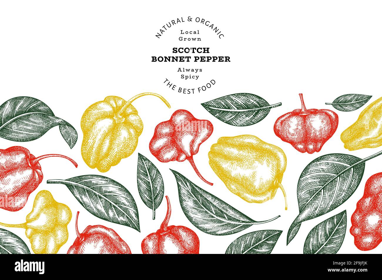Hand drawn sketch style scotch bonnet pepper banner. Organic fresh ...