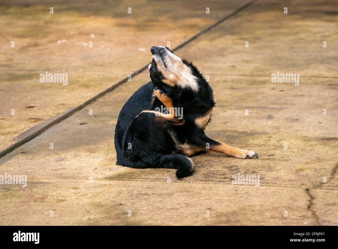 Small dog with fleas scratching Stock Photo - Alamy