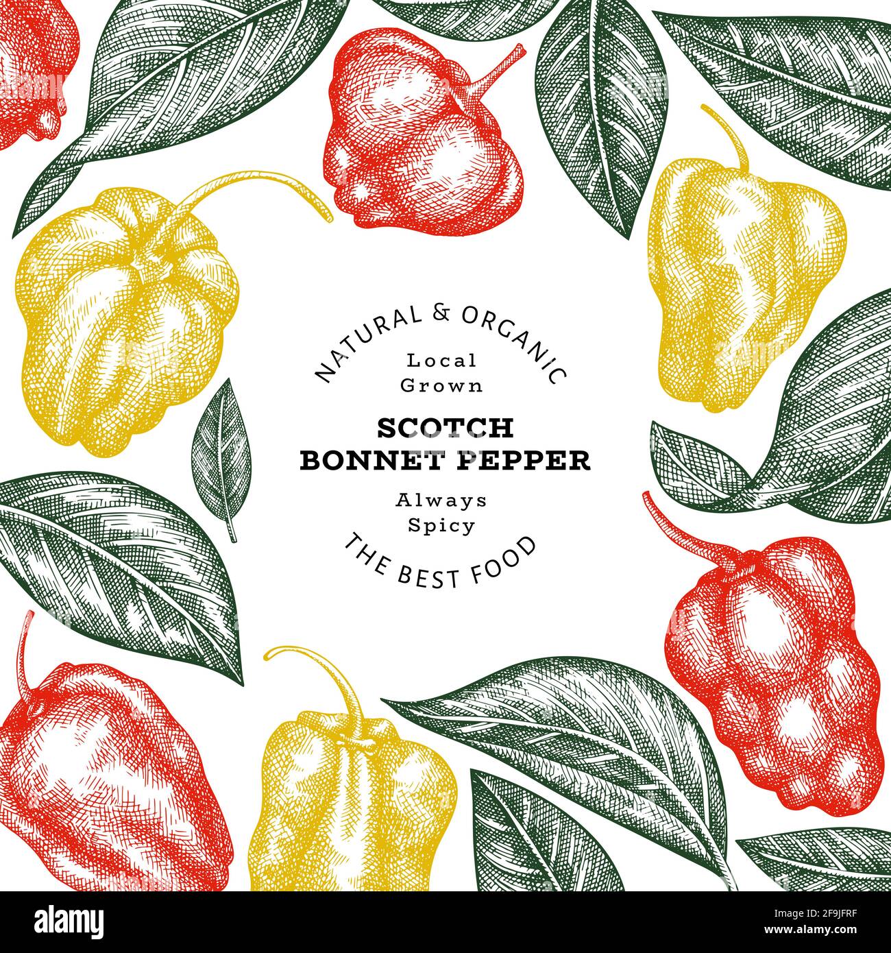 Hand drawn sketch style scotch bonnet pepper banner. Organic fresh ...