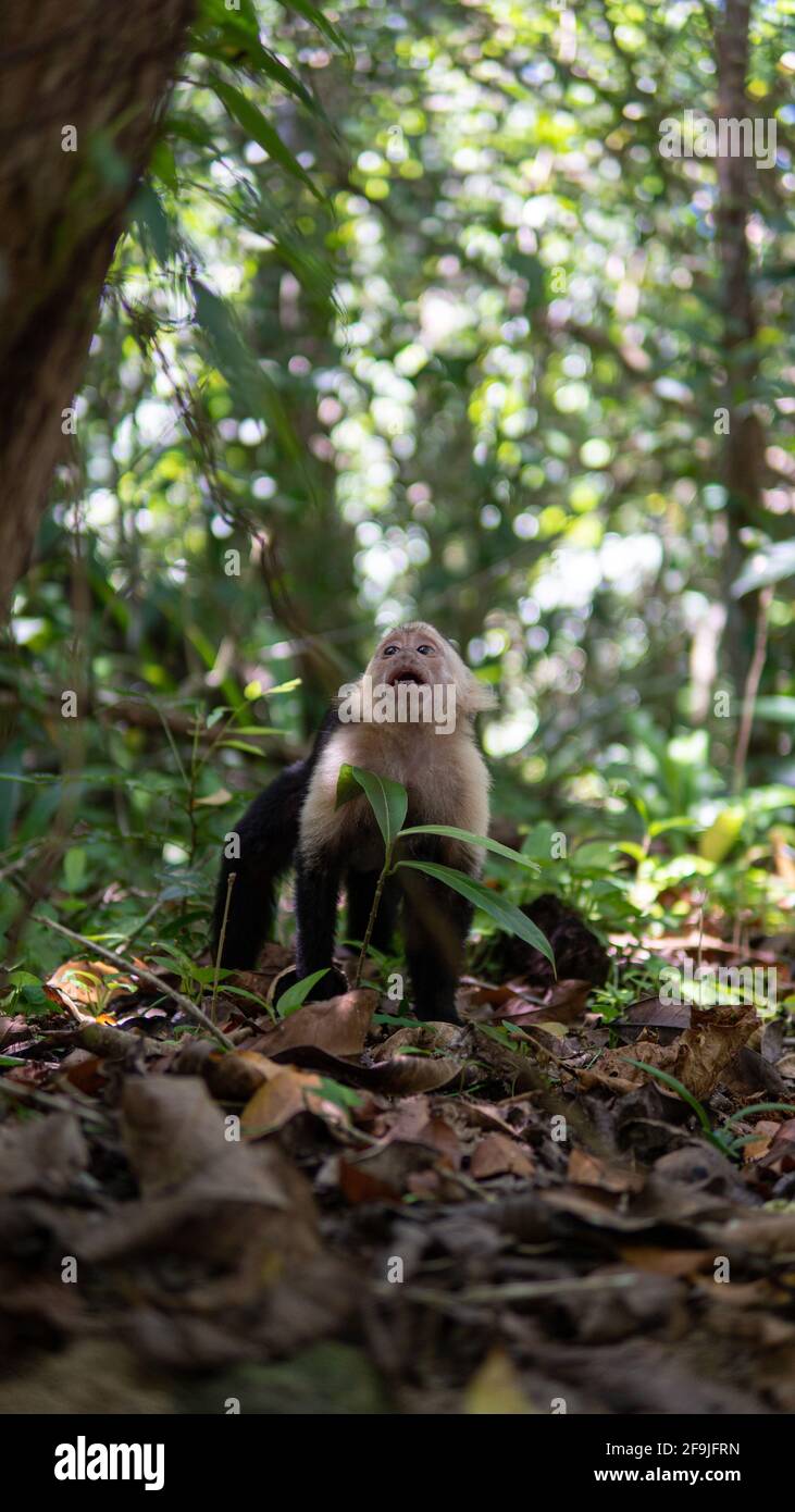 White Faced Capuchin monkey deep within the Costa Rican rainforest ...