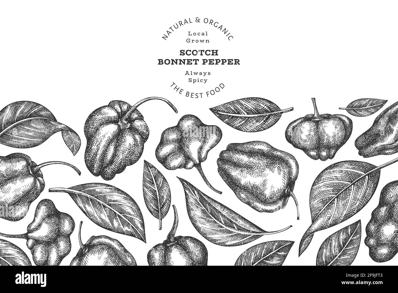 Hand drawn sketch style scotch bonnet pepper banner. Organic fresh ...