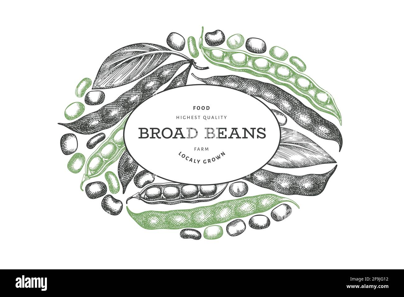 Hand drawn broad beans design template. Organic fresh food vector ...