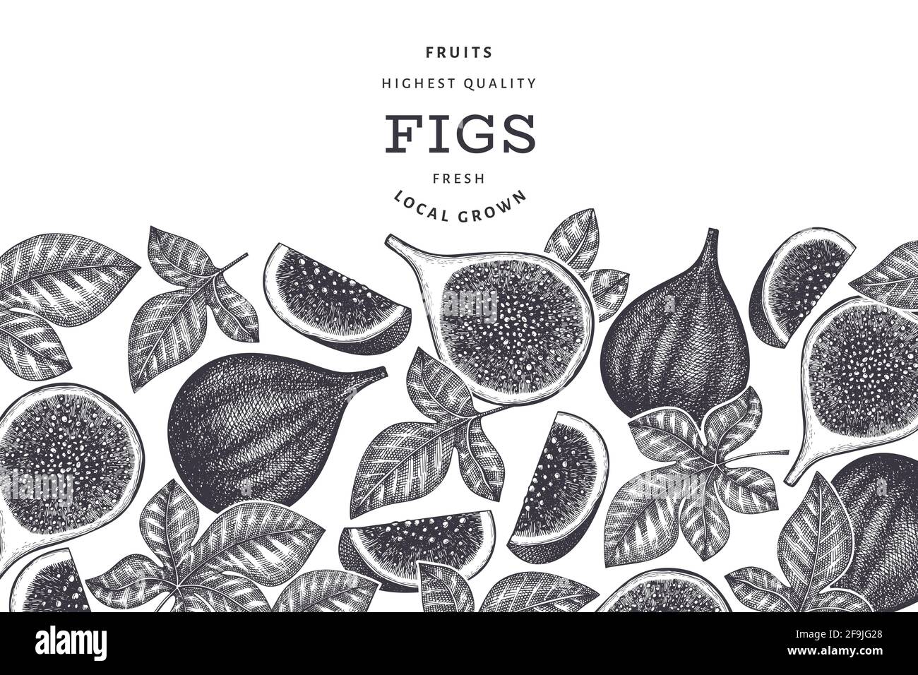 Hand drawn fig fruits design template. Organic fresh food vector ...