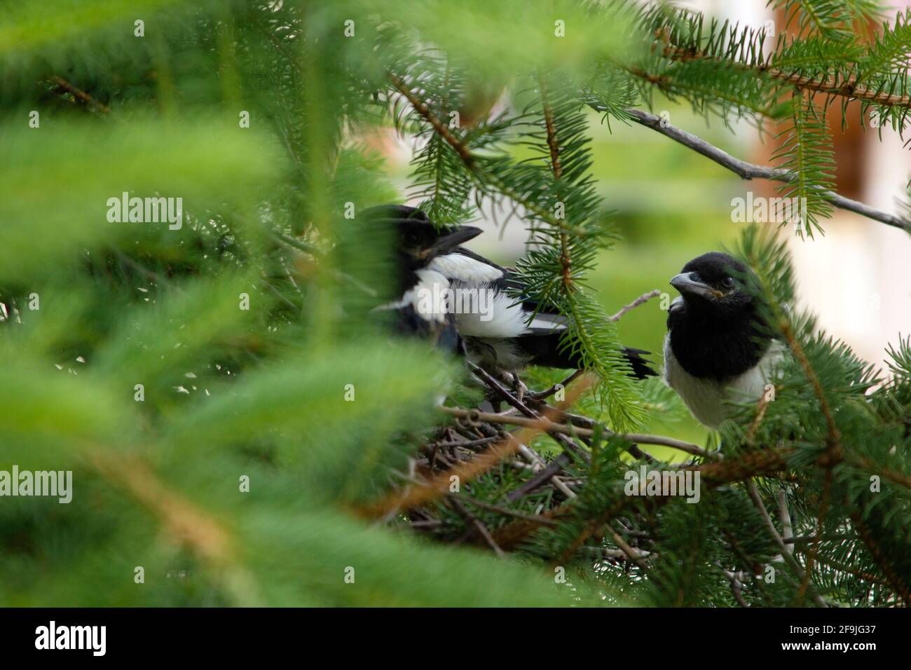 Young magpies in the magpie nest Stock Photo - Alamy