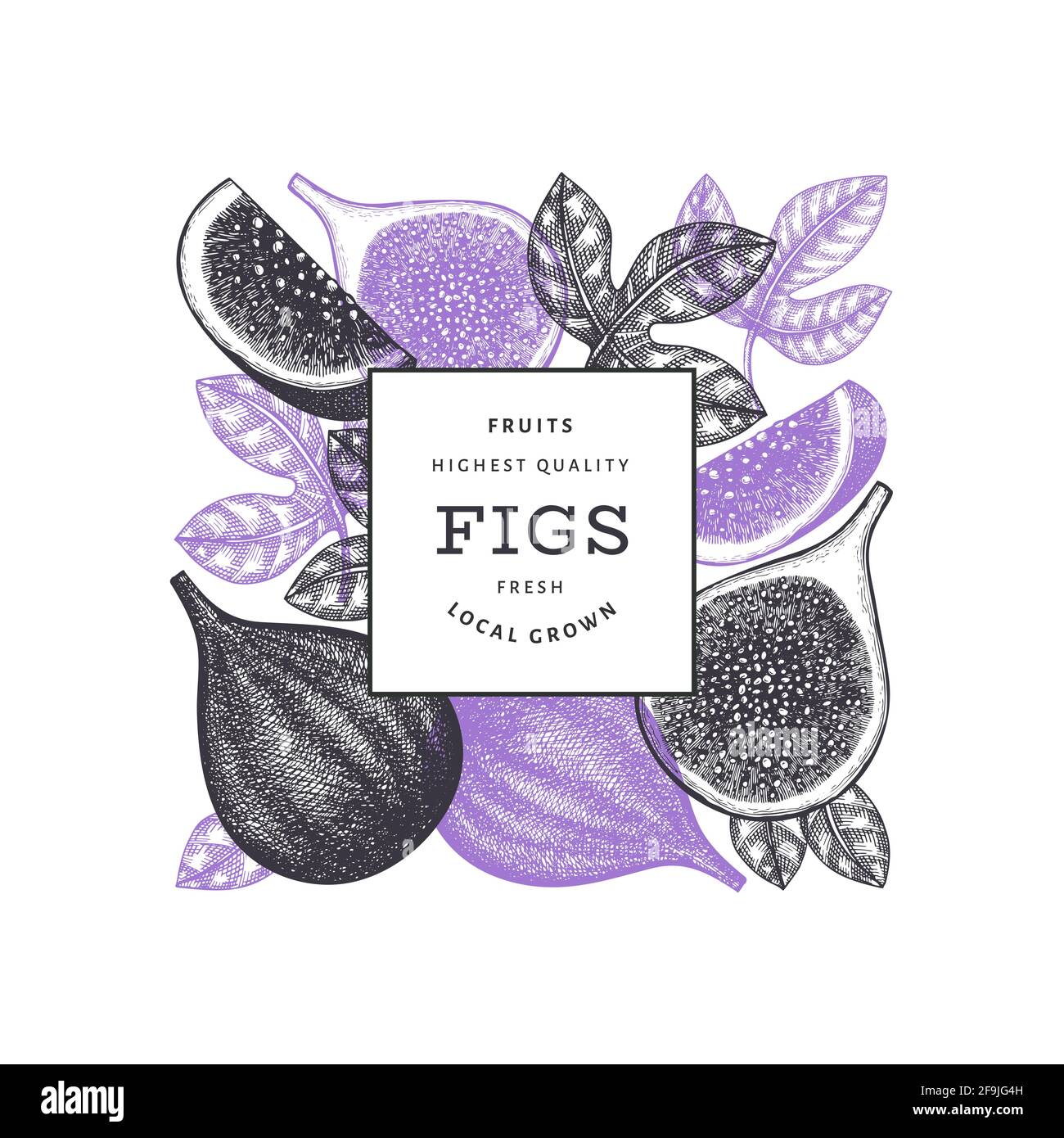 Hand drawn fig fruits design template. Organic fresh food vector ...
