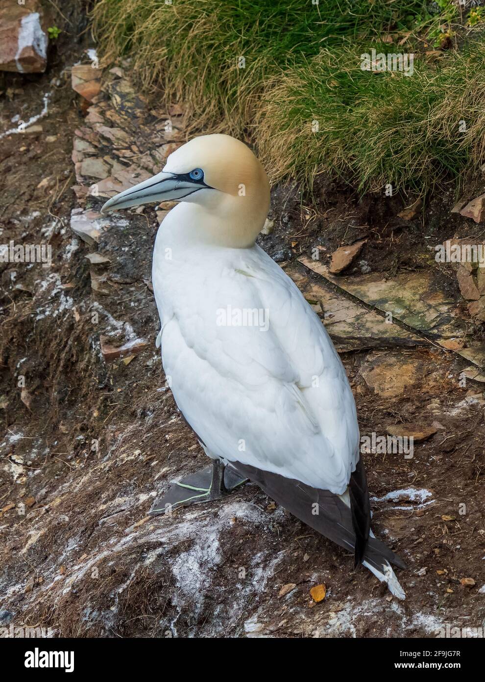 RSPB, Troup Head, Banff, Aberdeenshire, UK. 19th Apr, 2021. UK, AB453JL ...
