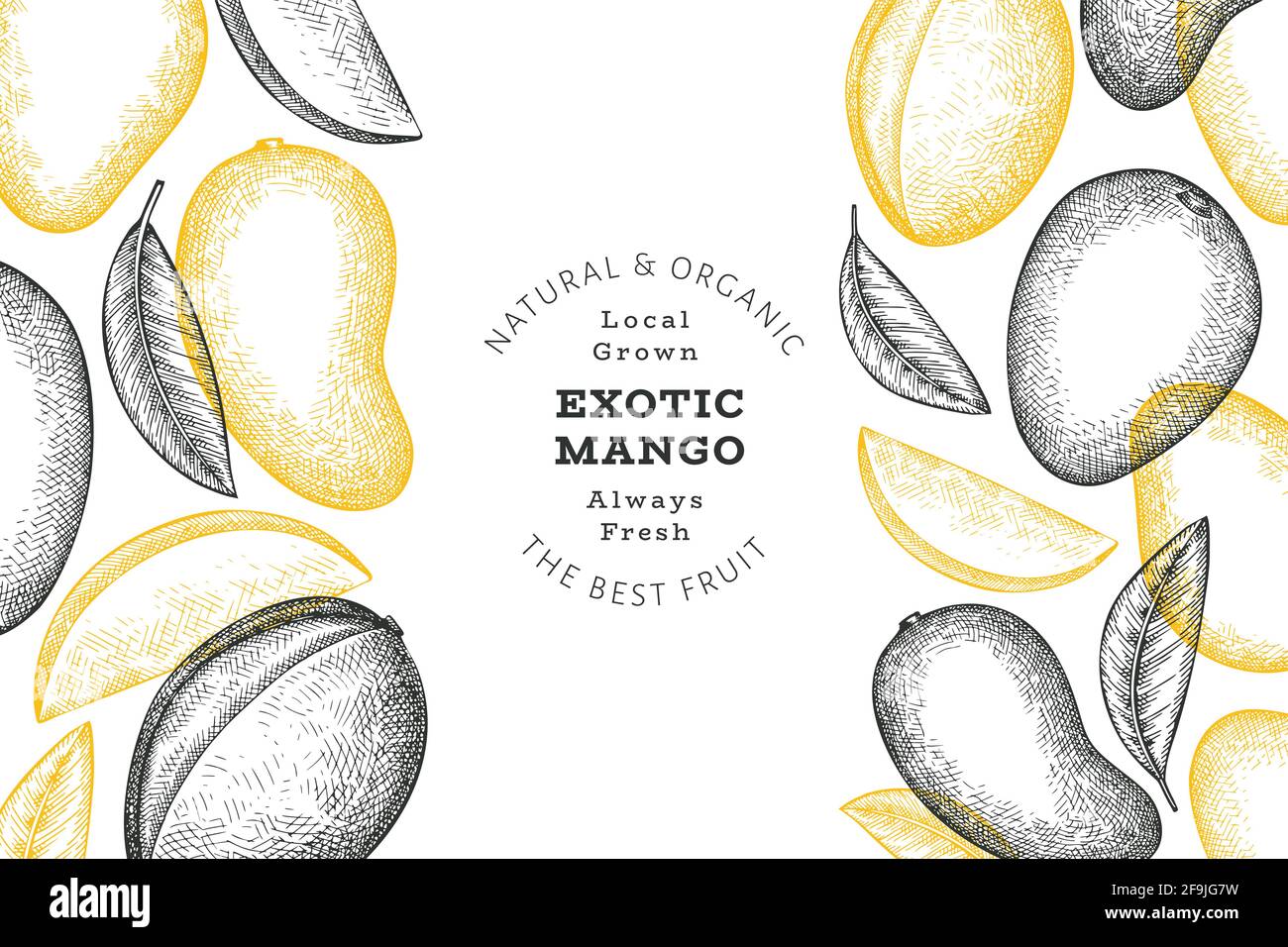 Hand drawn sketch style mango banner. Organic fresh fruit vector ...