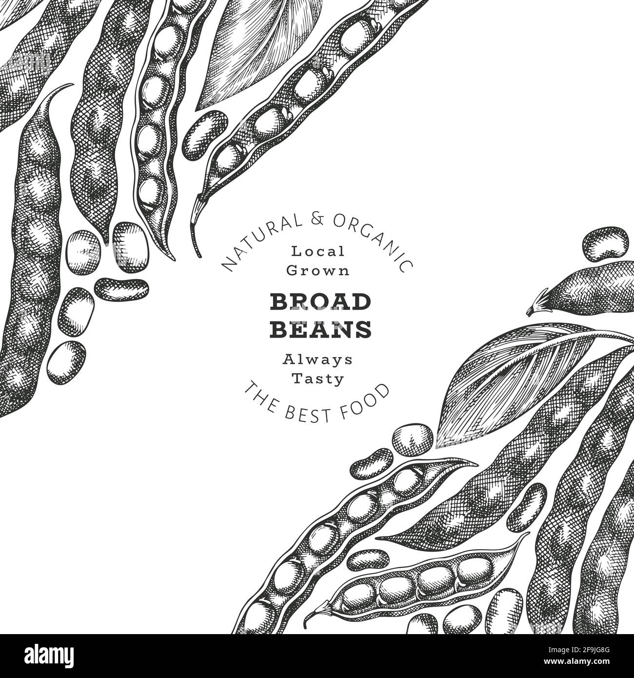 Hand drawn broad beans design template. Organic fresh food vector ...