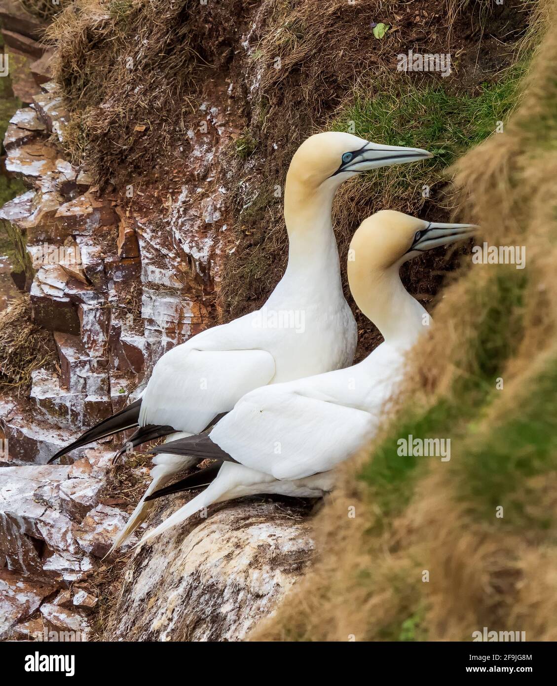 RSPB, Troup Head, Banff, Aberdeenshire, UK. 19th Apr, 2021. UK, AB453JL ...