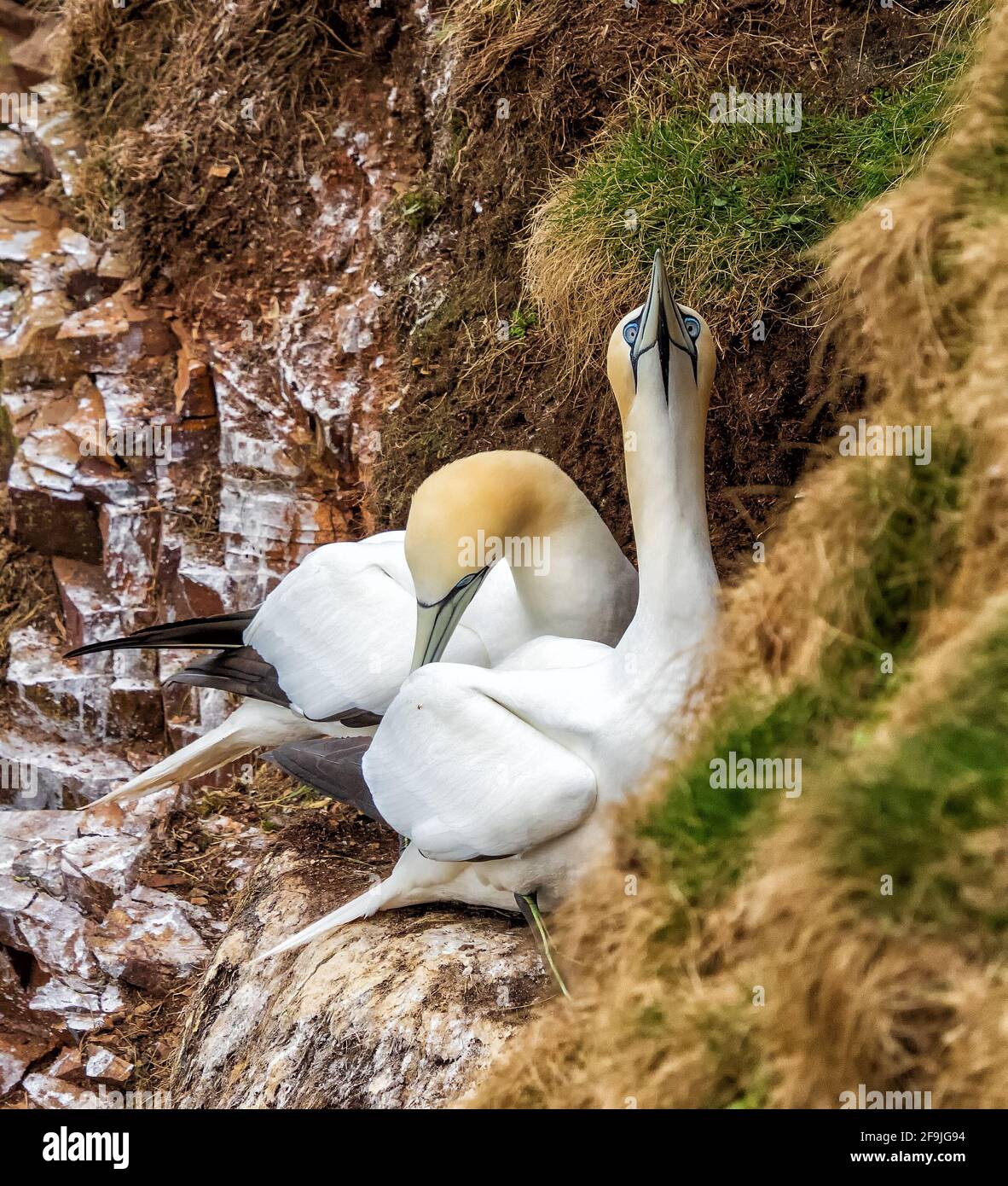RSPB, Troup Head, Banff, Aberdeenshire, UK. 19th Apr, 2021. UK, AB453JL ...