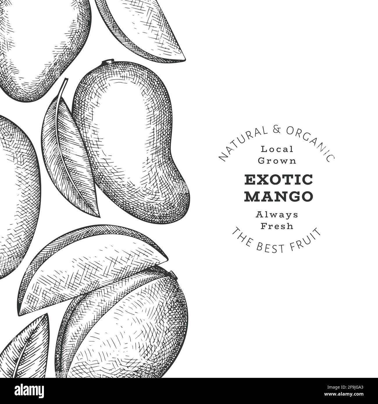Hand drawn sketch style mango banner. Organic fresh fruit vector ...