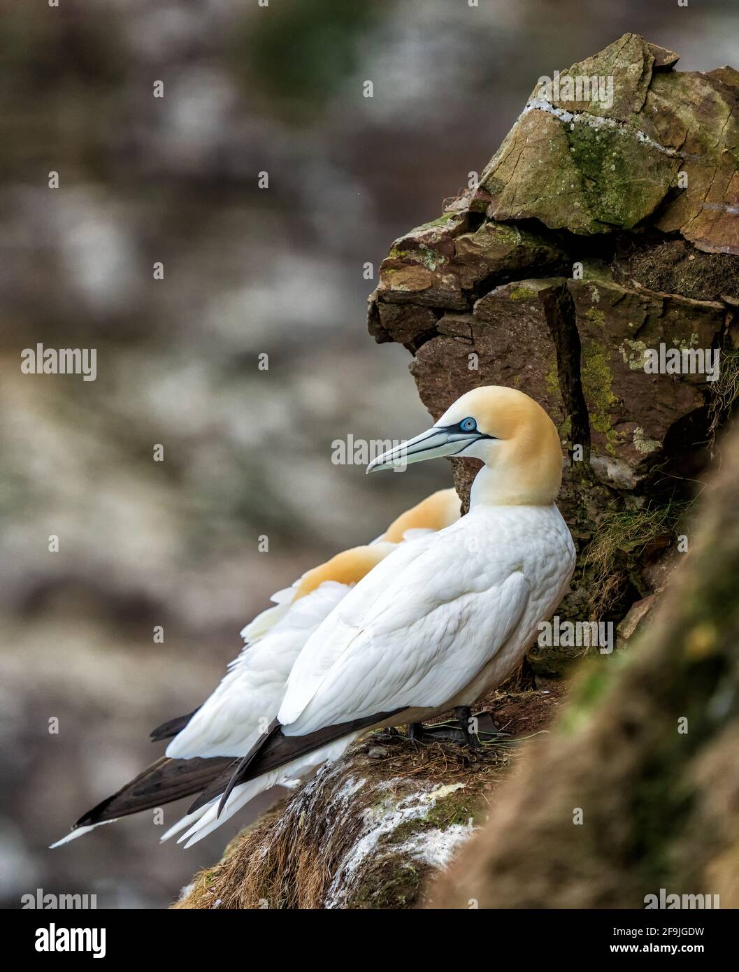 RSPB, Troup Head, Banff, Aberdeenshire, UK. 19th Apr, 2021. UK, AB453JL ...