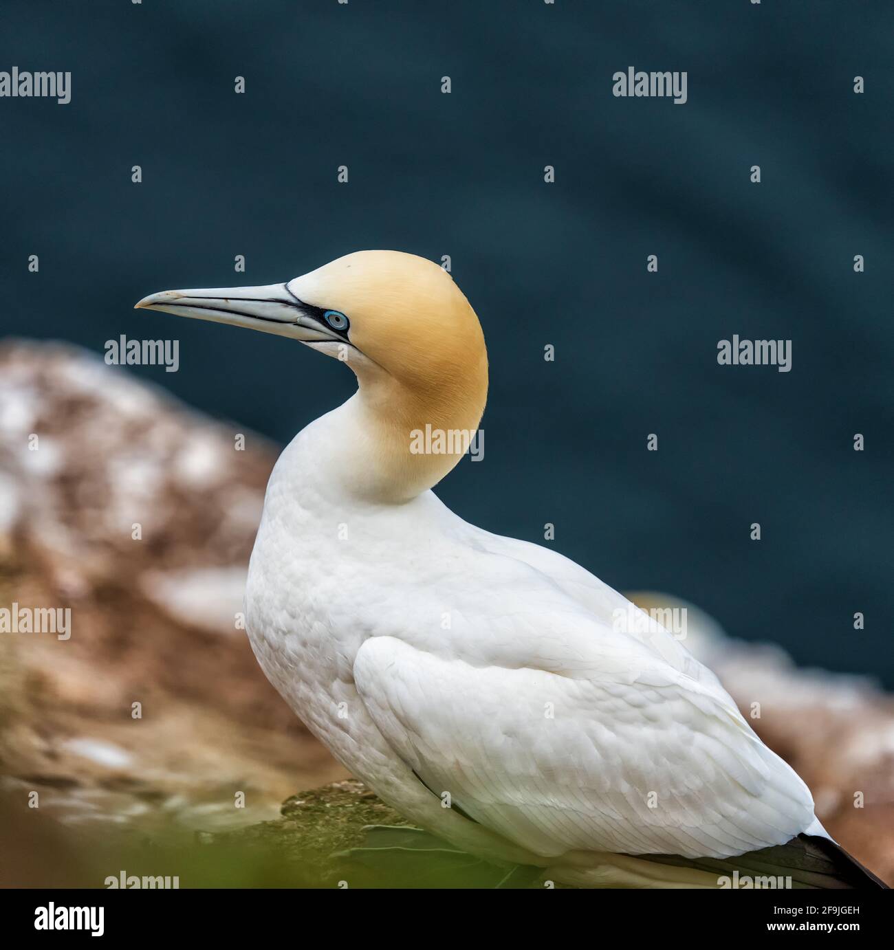 Troup Head Rspb Reserve High Resolution Stock Photography and Images ...