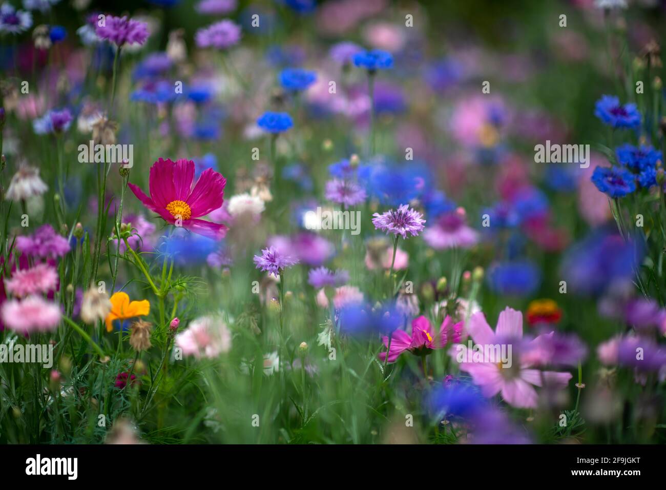 Beautiful cosmos flower sunrise hi-res stock photography and images - Alamy