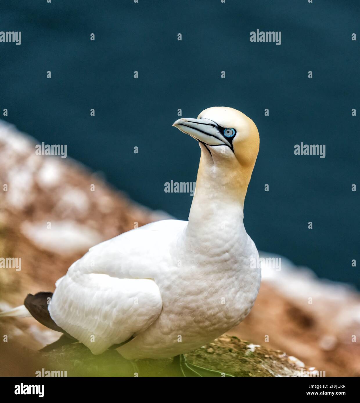 RSPB, Troup Head, Banff, Aberdeenshire, UK. 19th Apr, 2021. UK, AB453JL ...