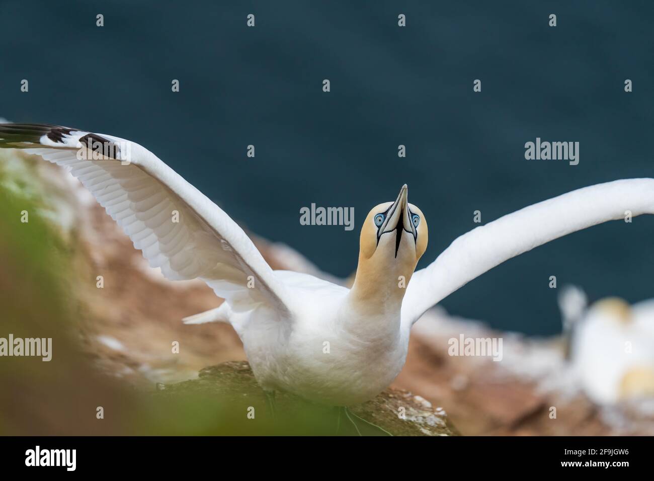 RSPB, Troup Head, Banff, Aberdeenshire, UK. 19th Apr, 2021. UK, AB453JL ...
