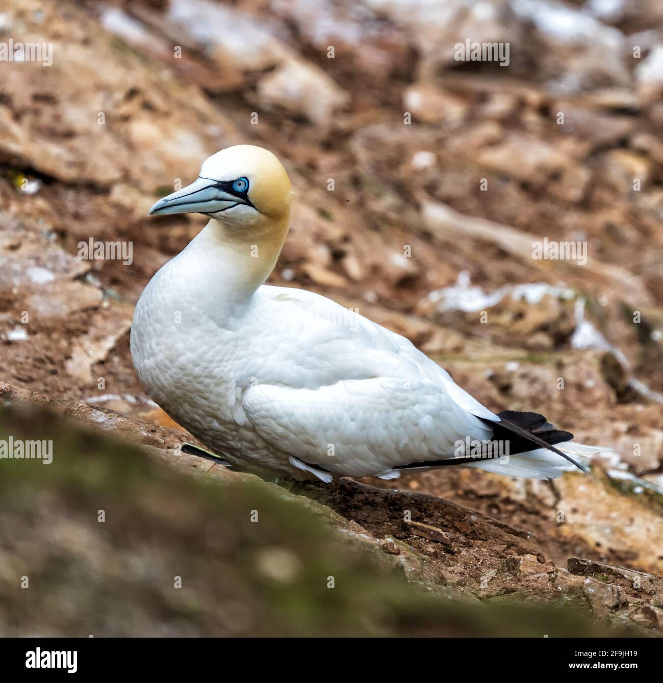 RSPB, Troup Head, Banff, Aberdeenshire, UK. 19th Apr, 2021. UK, AB453JL ...