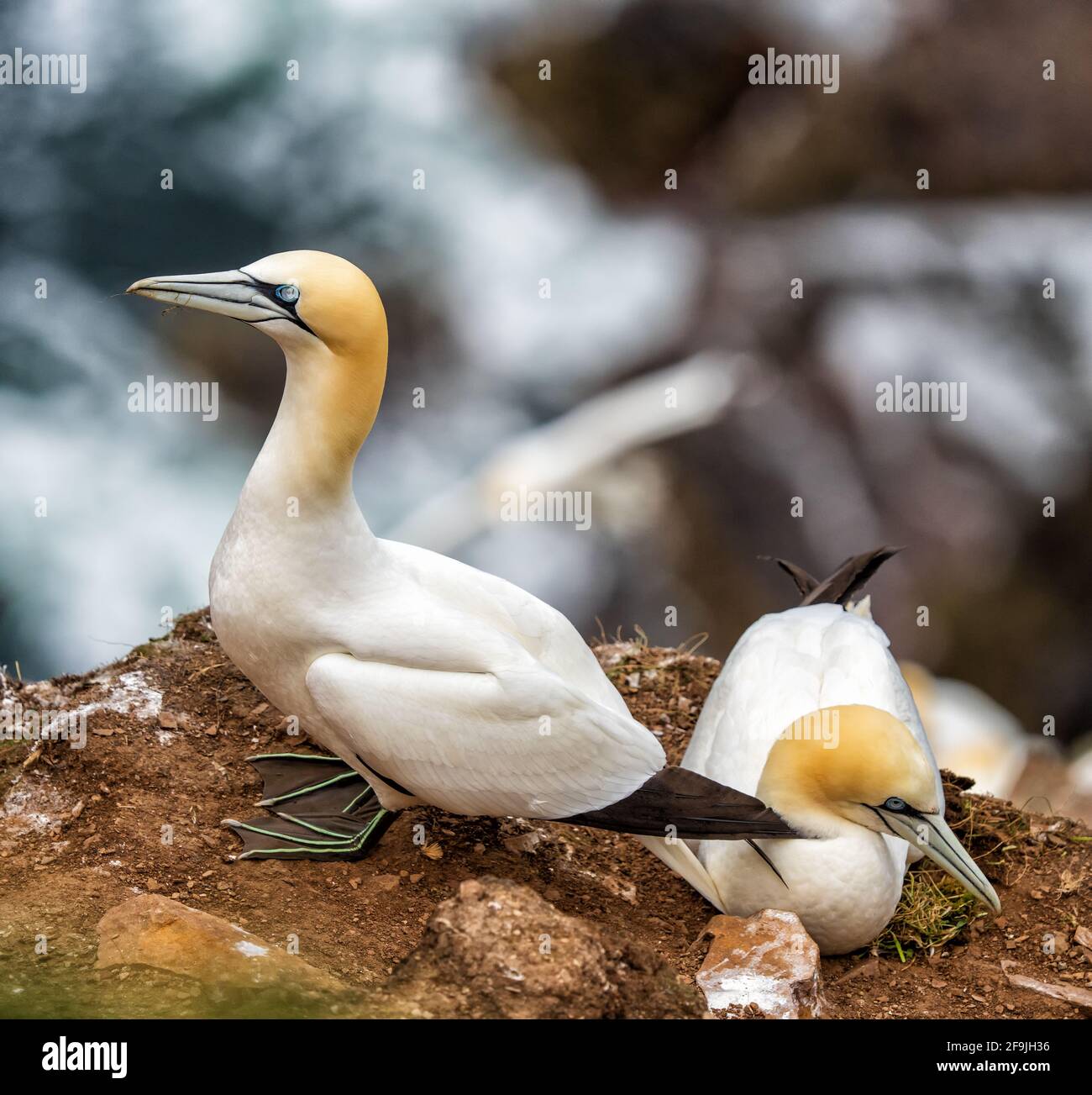 RSPB, Troup Head, Banff, Aberdeenshire, UK. 19th Apr, 2021. UK, AB453JL ...