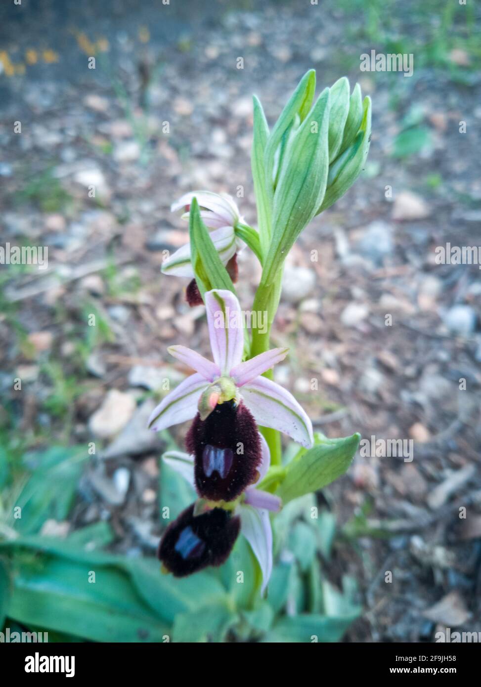 Khari bulbul flower hi-res stock photography and images - Alamy