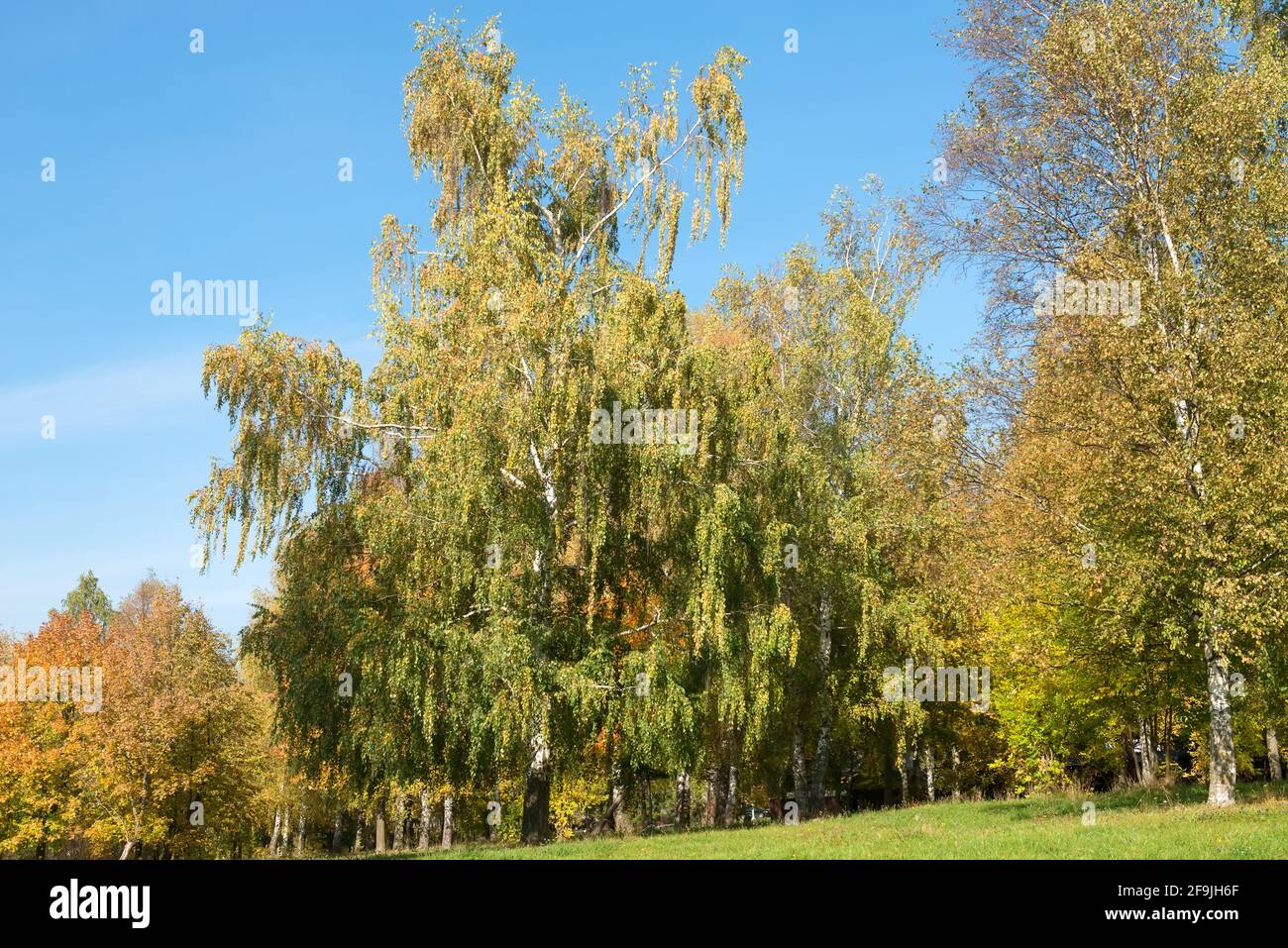 Sunny forest path trees hi-res stock photography and images - Alamy