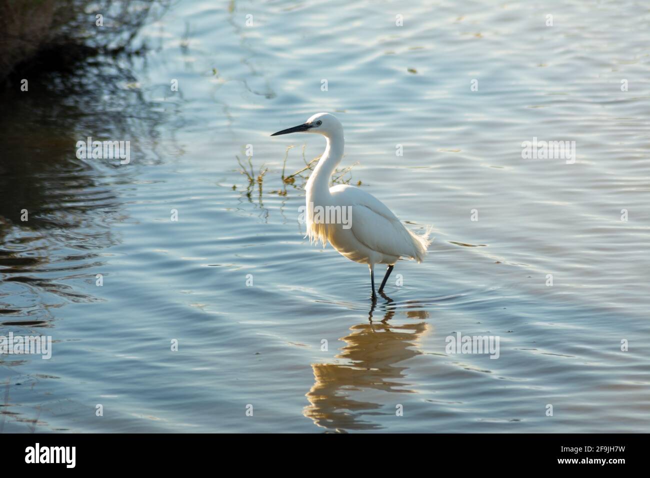 Shallow focus shot of a little egret in a pond Stock Photo - Alamy