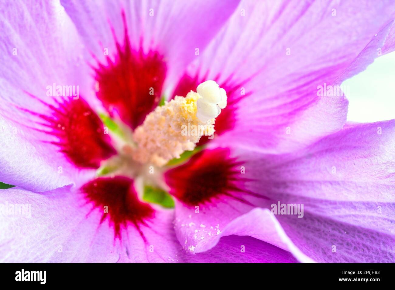 St joseph flower hi-res stock photography and images - Alamy