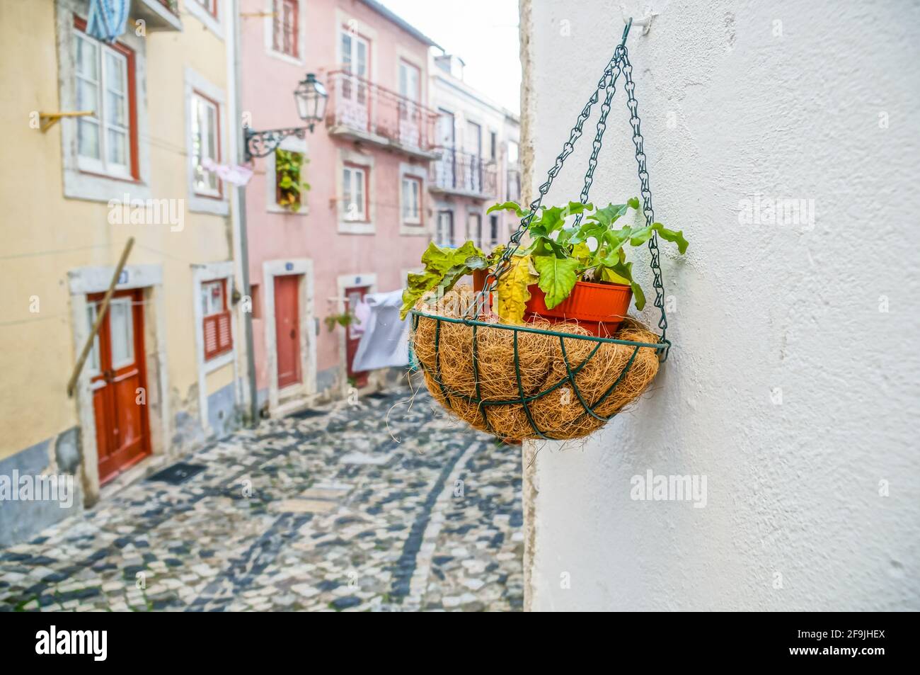 Closeup shot of a plant as a street decor in Lisbon street, Portugal ...