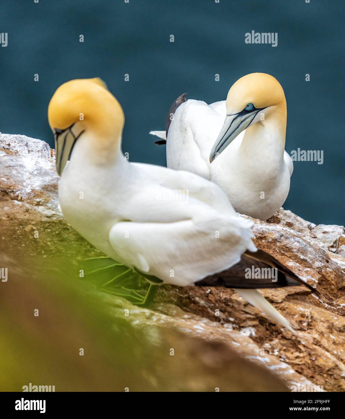 RSPB, Troup Head, Banff, Aberdeenshire, UK. 19th Apr, 2021. UK, AB453JL ...