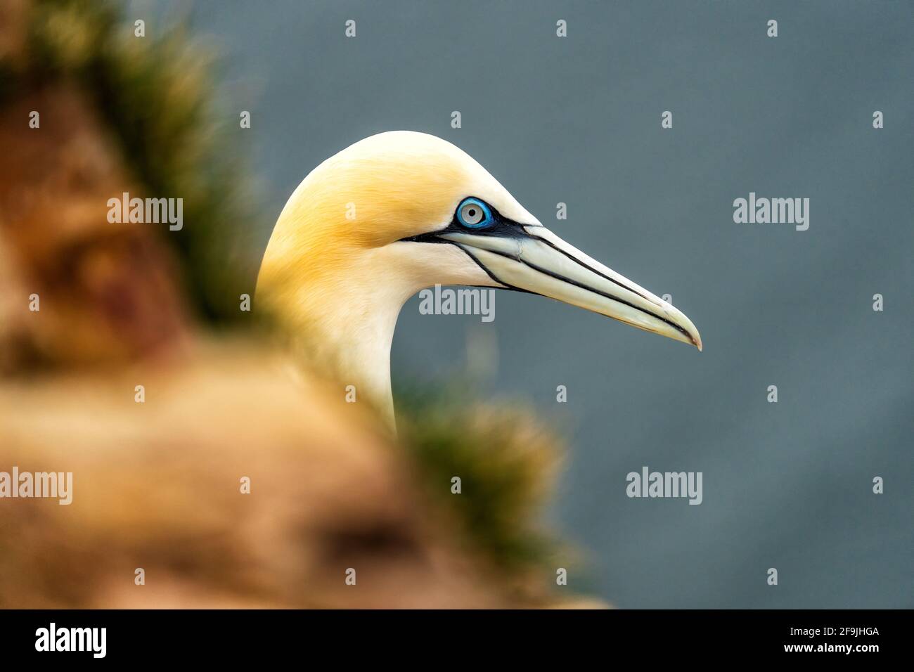 RSPB, Troup Head, Banff, Aberdeenshire, UK. 19th Apr, 2021. UK, AB453JL ...